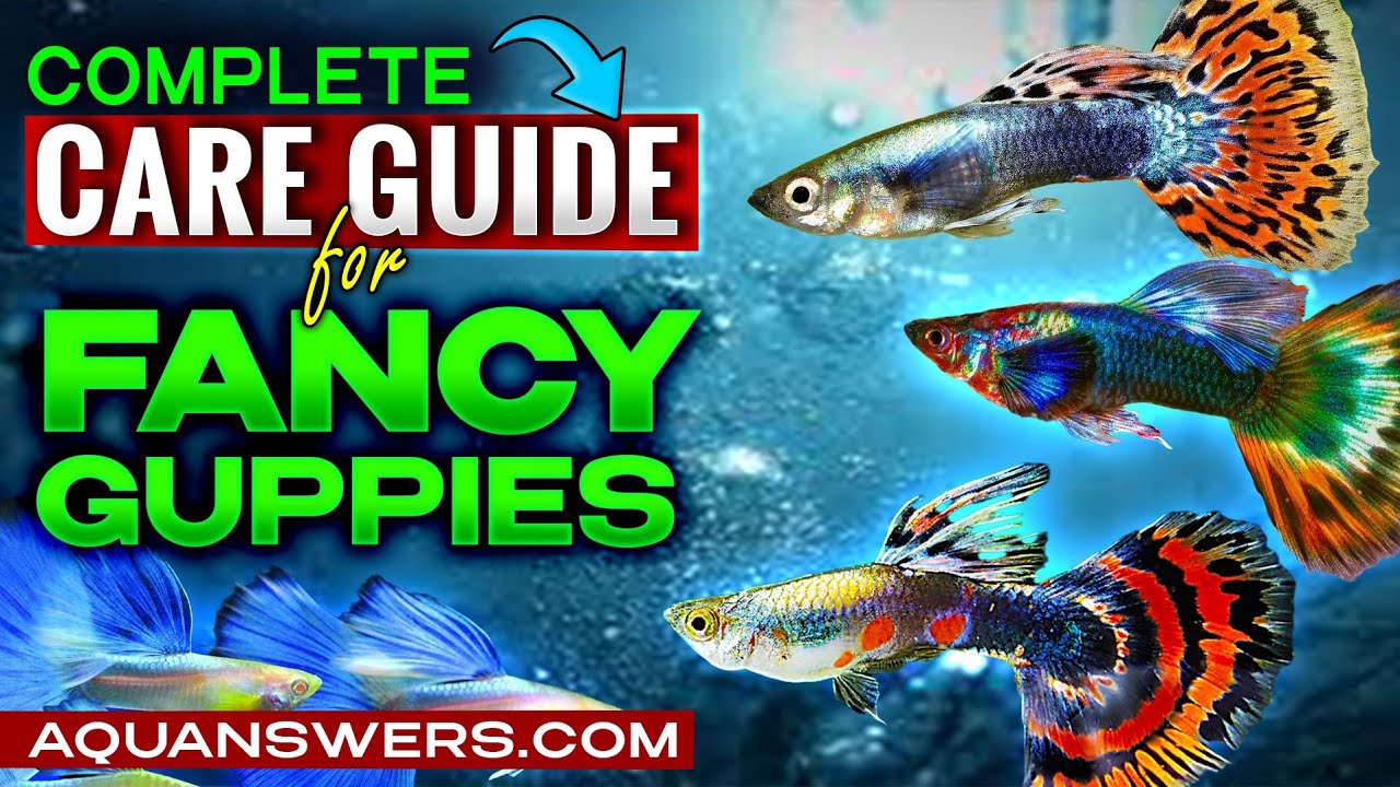 Guppy Breeds And Colors