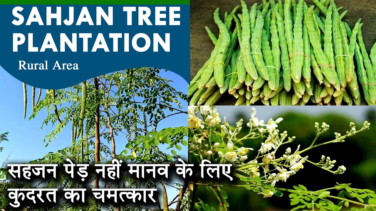 India Odisha Sahjan Tree Plantation | Van Mahotsav 2021 | Sahjan Tree ...