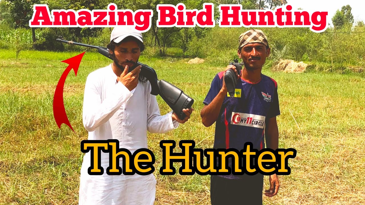 Bird Hunting unting with air rifle||Bird Hunting With Slingshot|| Bird ...