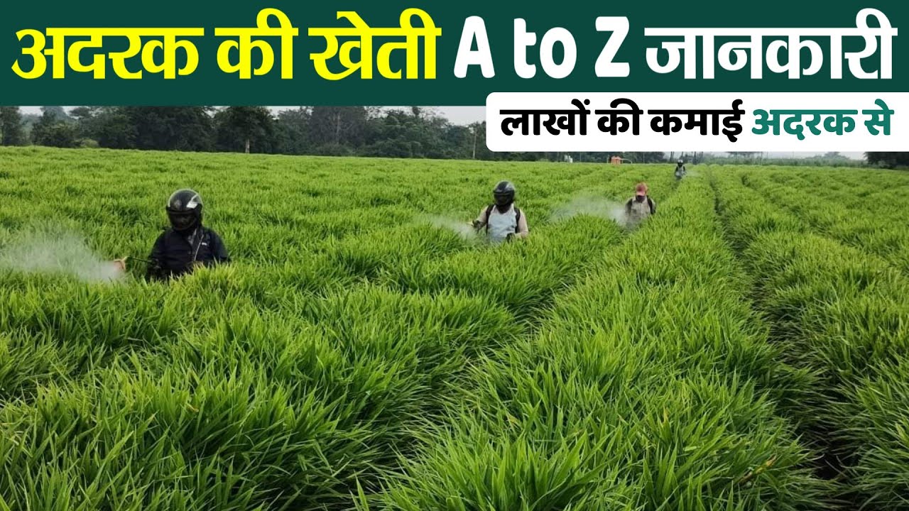 अदरक की खेती 2025 | adrak ki kheti kab aur kaise karen| Ginger farming🌱 ...
