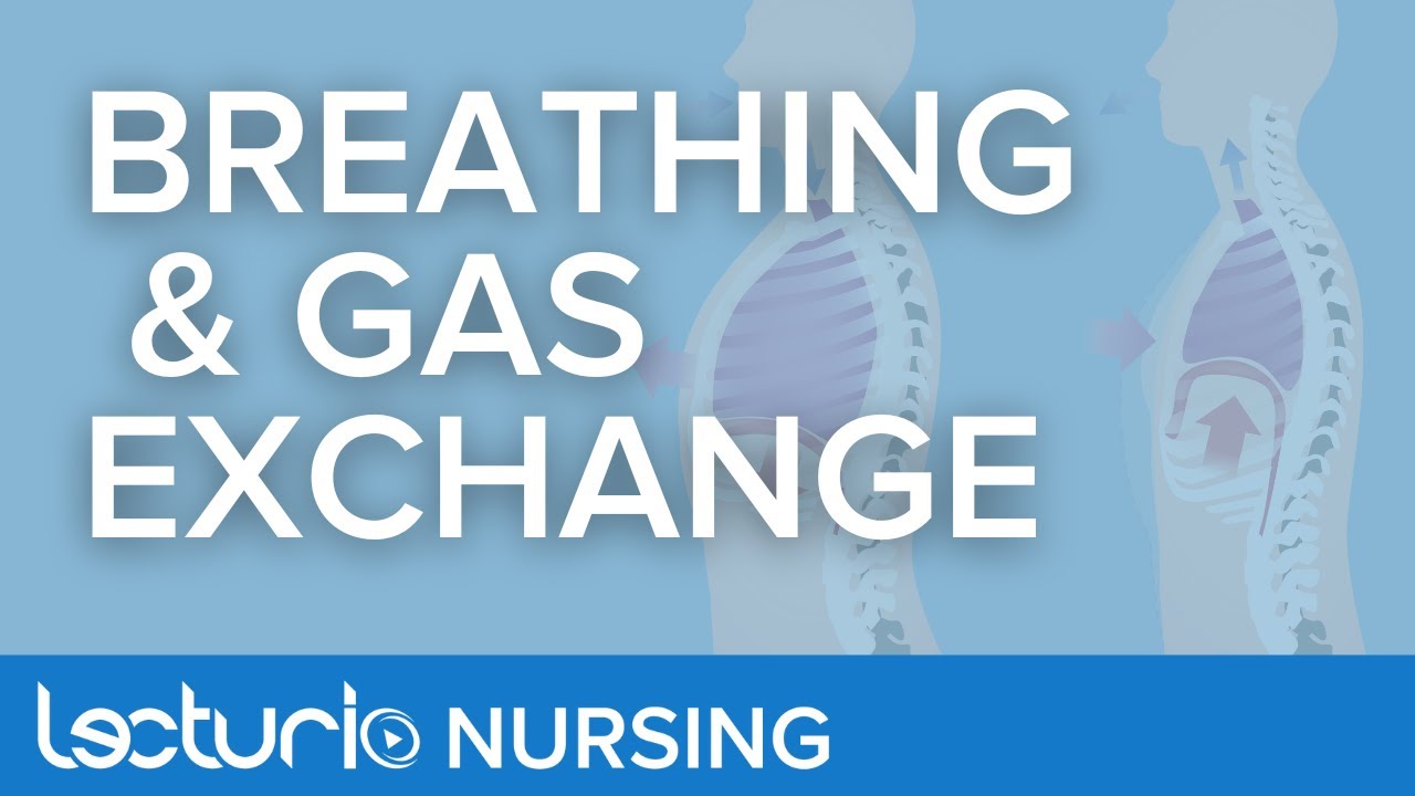 Breathing & Gas Exchange | Anatomy & Physiology for Nurses - YouTube