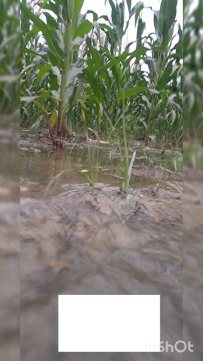 Kisan Apne Khet Mein Pani pad raha hai welcome to Hur #kisan #savefarmers #farmersfight # ...