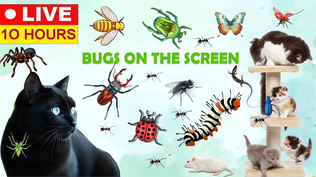 🔴 24/7 Live ★ CAT GAMES ★ Butterfly & Bug Adventure 🐝 The Perfect Cat ...