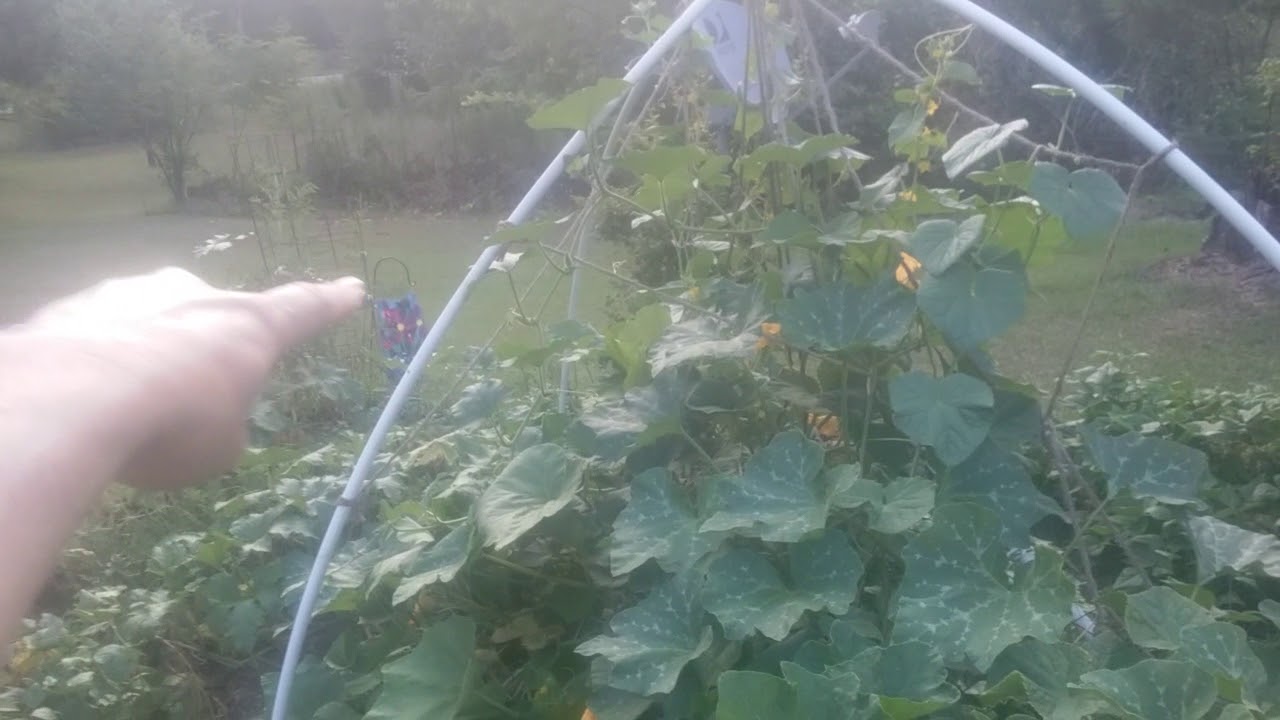 Dutch crookneck winter squash - YouTube