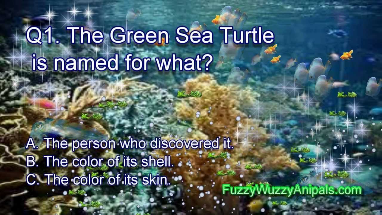 Green Sea Turtle Animal Quiz - YouTube