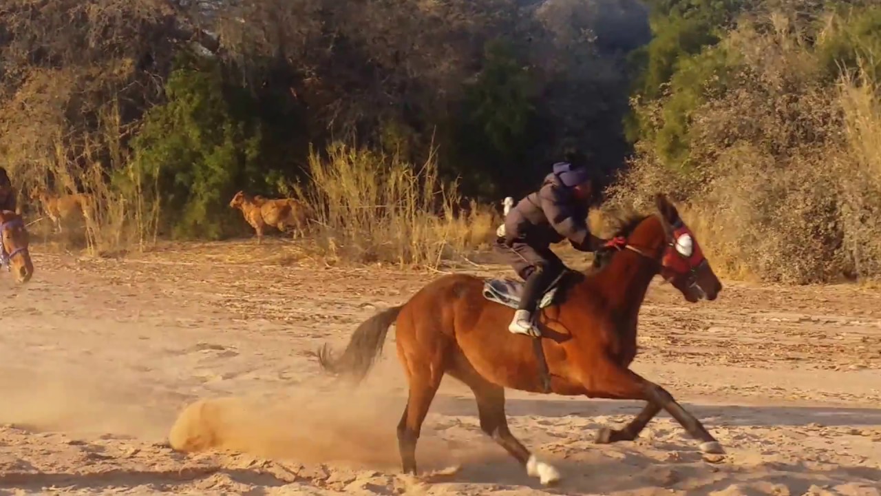 Namibian Horse Racing. Training Horses Omaruru River - YouTube