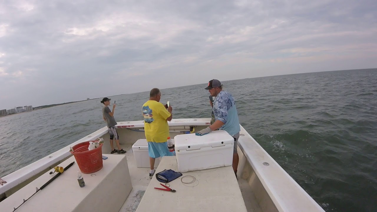 Shark fishing -Delaware 07-2018 - YouTube
