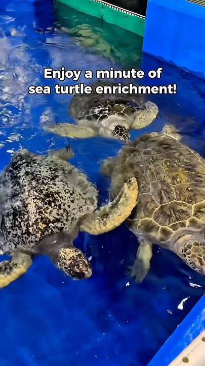 Enjoy a minute of sea turtle enrichment🐢 You can learn about our 3 sea ...