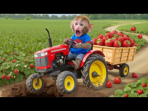 Monkey NiNi Drives Tractor Carrying Strawberrys And Fixes The Hole In Road
