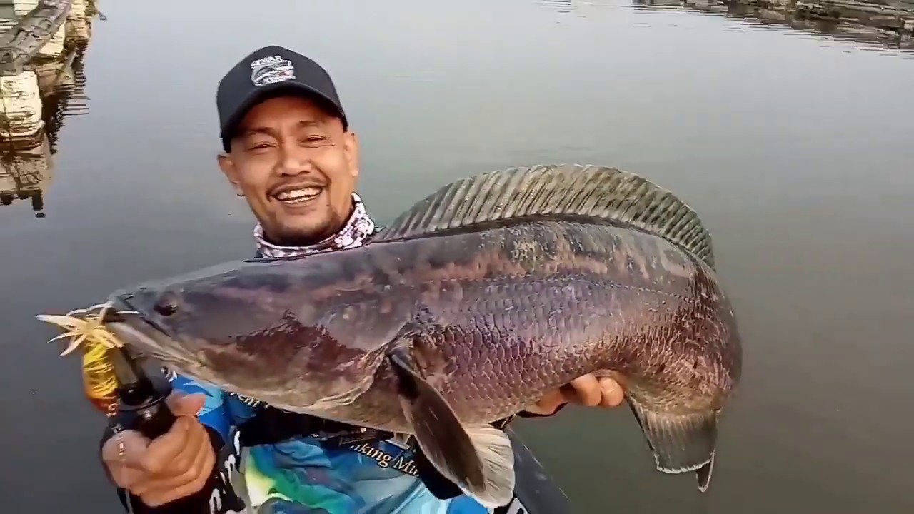 CASTING TOMAN RAKSASA SAGULING‼️REKOR MANCING TOMAN TERBESAR - YouTube