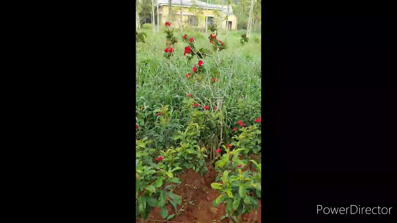Beautiful flowers/ different plants/Coorg greenery/fresh air/garden ...