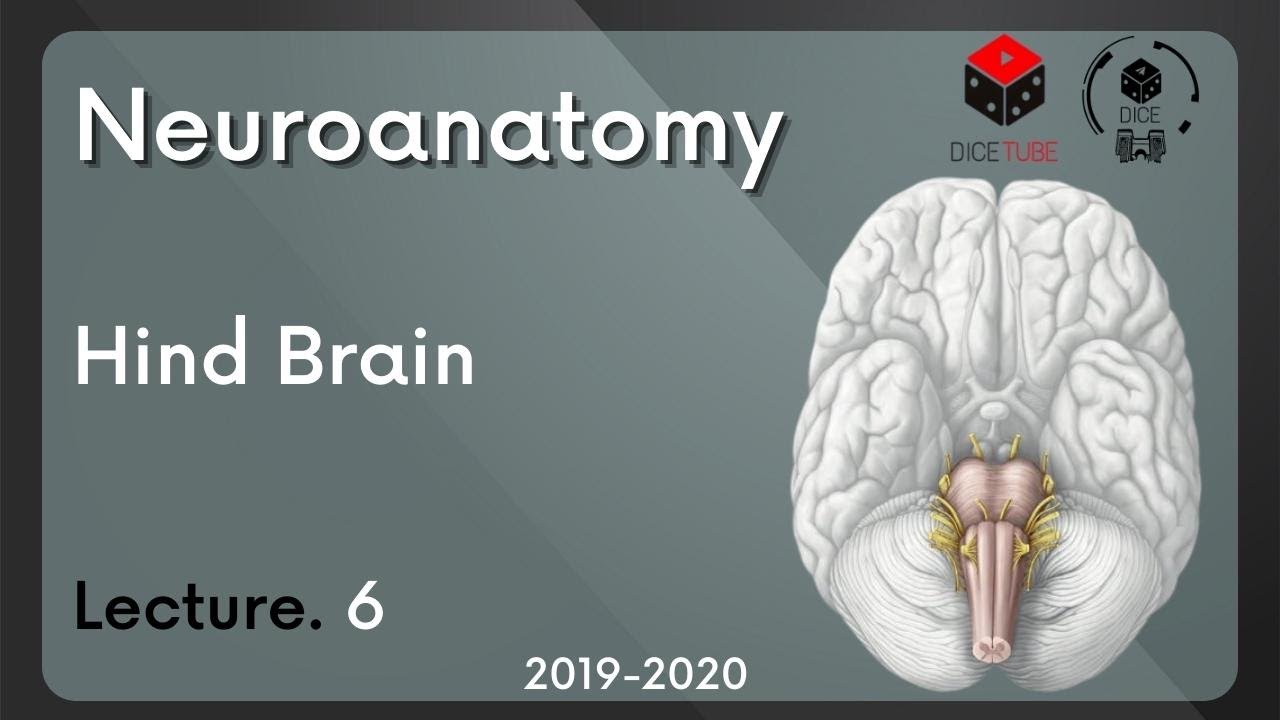 Neuroanatomy | Hind Brain - YouTube