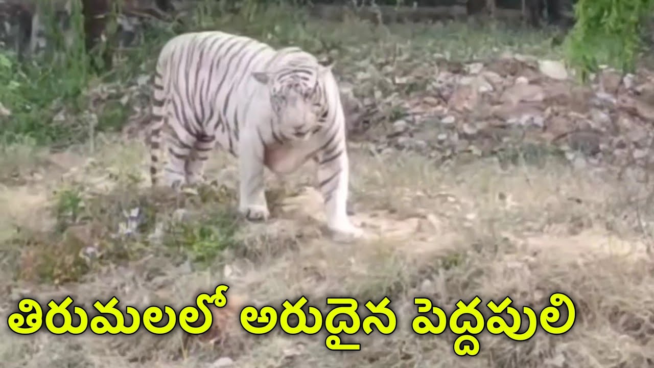 తిరుమల శేషచలం కొండపై అరుదైన పెద్దపులి #tirumala #tiger #viralvideo ...