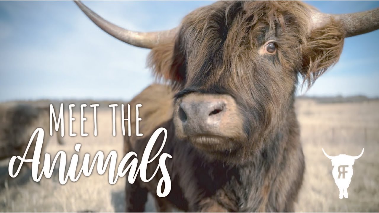 Meet the Animals! - YouTube