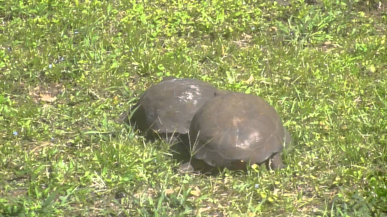 endangered Gopher turtles working on becoming less endangered 2 - YouTube