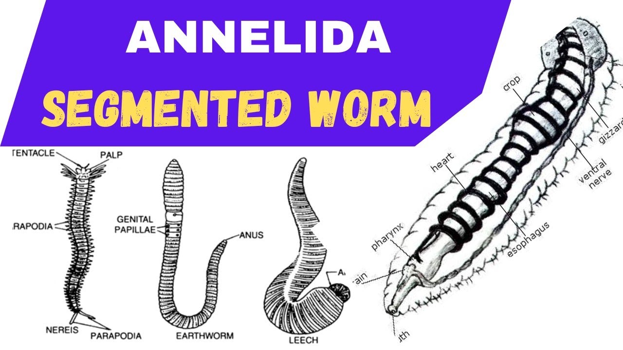 Phylum Annelida Diagram Leech Wikipedia