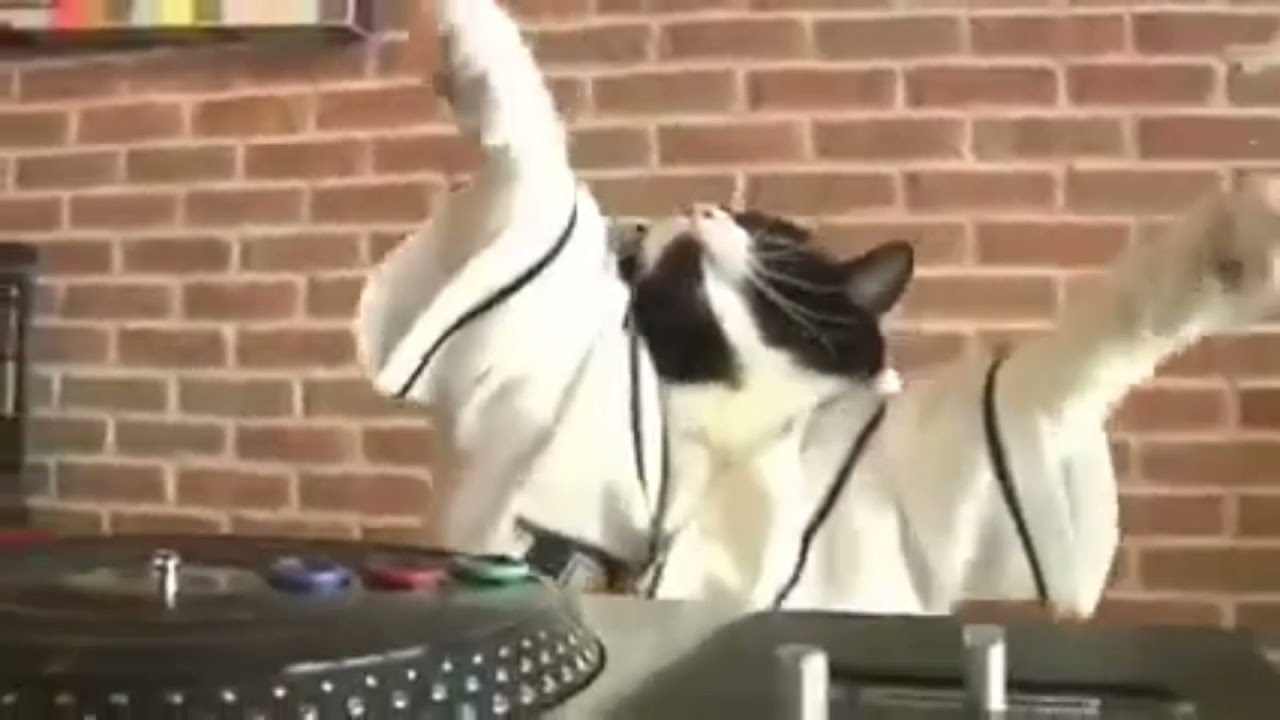 DJ CAT is balling like curry - YouTube