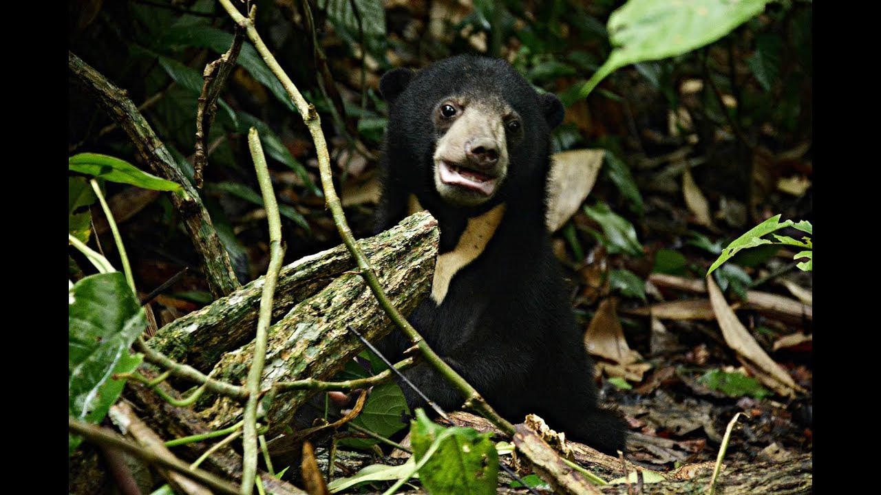 Sun Bear Diet | Little Sun Bear Feeding on Pill Millipede | BSBCC - YouTube