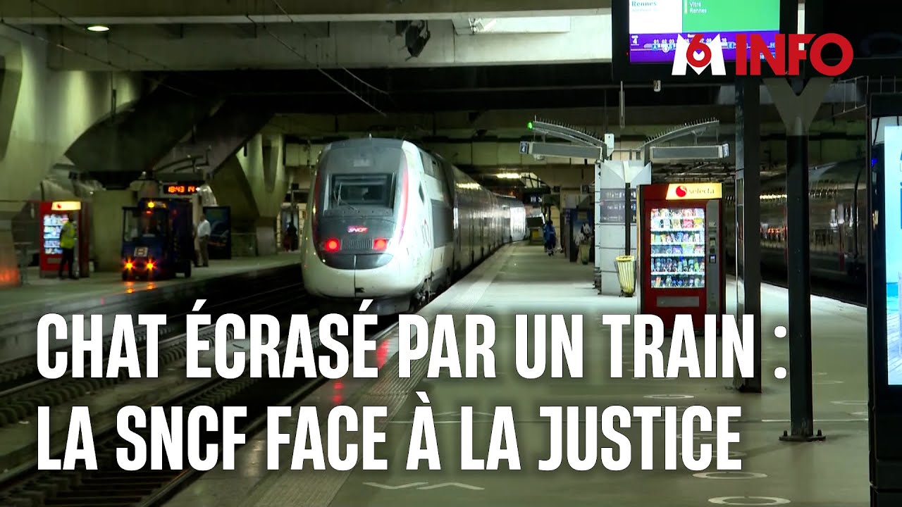 CHAT ÉCRASÉ PAR UN TRAIN : LA SNCF FACE À LA JUSTICE - YouTube