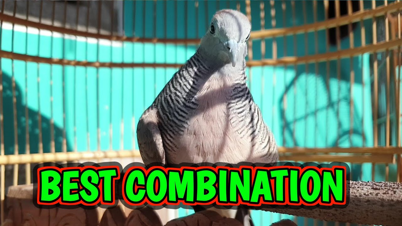 kombinasi suara perkutut merbok | Best combination of zebra dove ...
