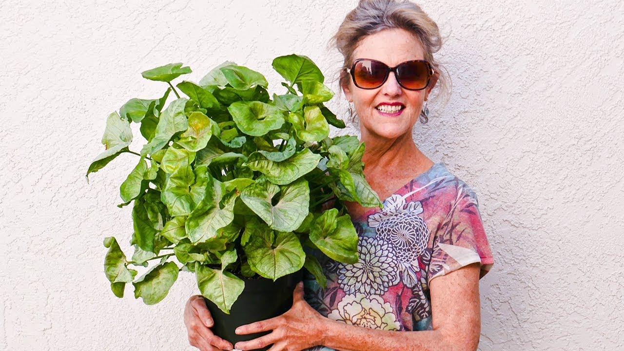 HOUSEPLANT REPOTTING 101: ARROWHEAD PLANT (SYNGONIUM PODOPHYLLUM ...