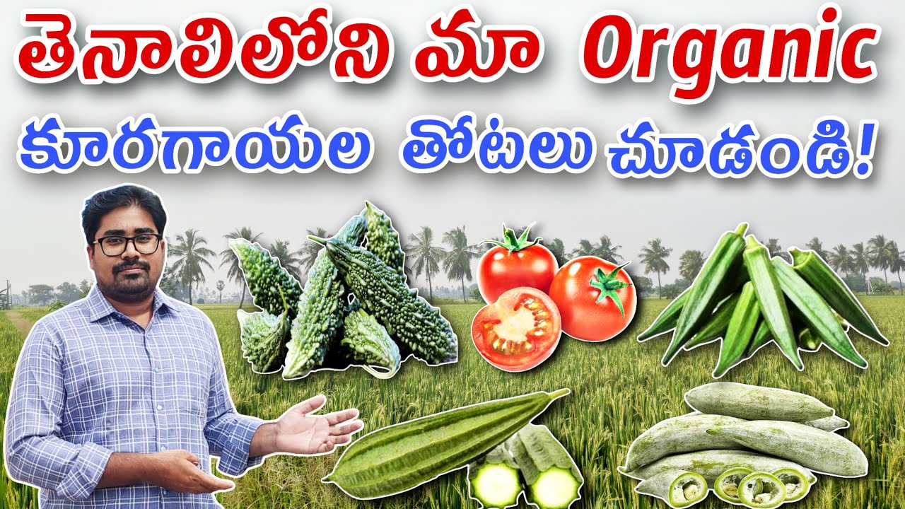 Our Vegetables Organic form full tour | Telugu | Andhra Pradesh | - YouTube