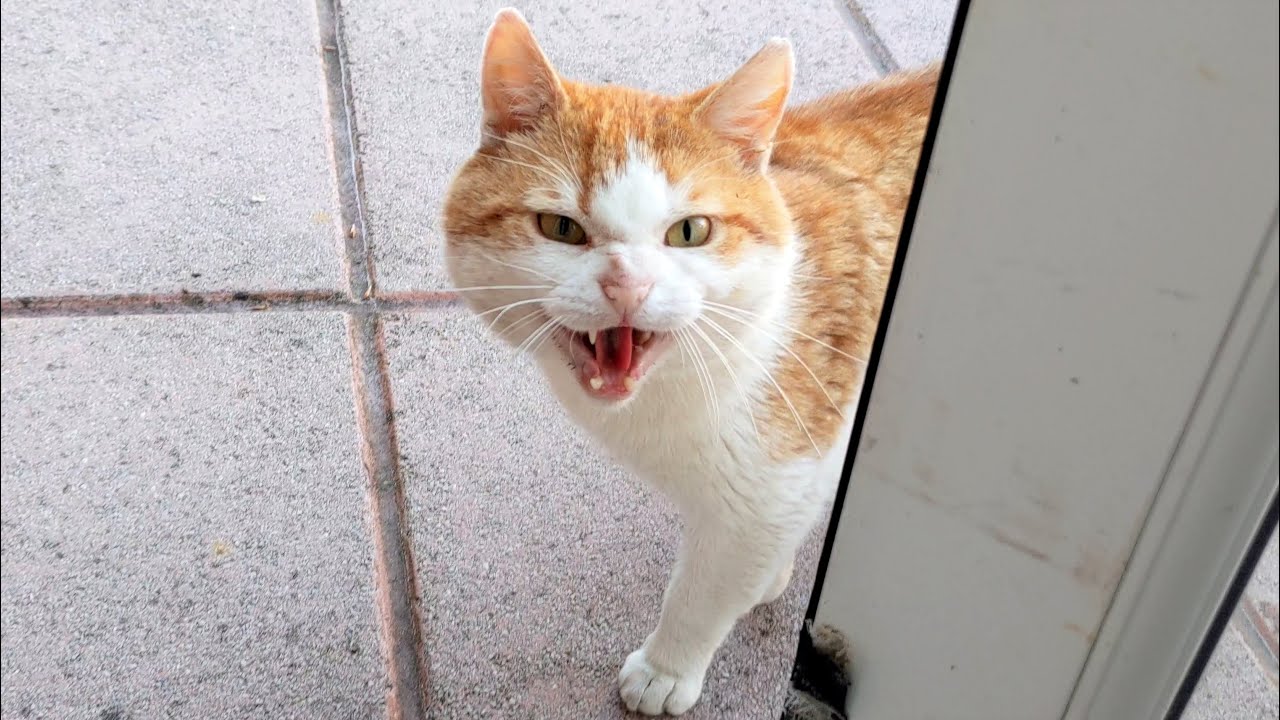 Loud Meowing Cat Is Hungry - YouTube