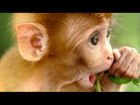 Hunharca Gülen Maymun