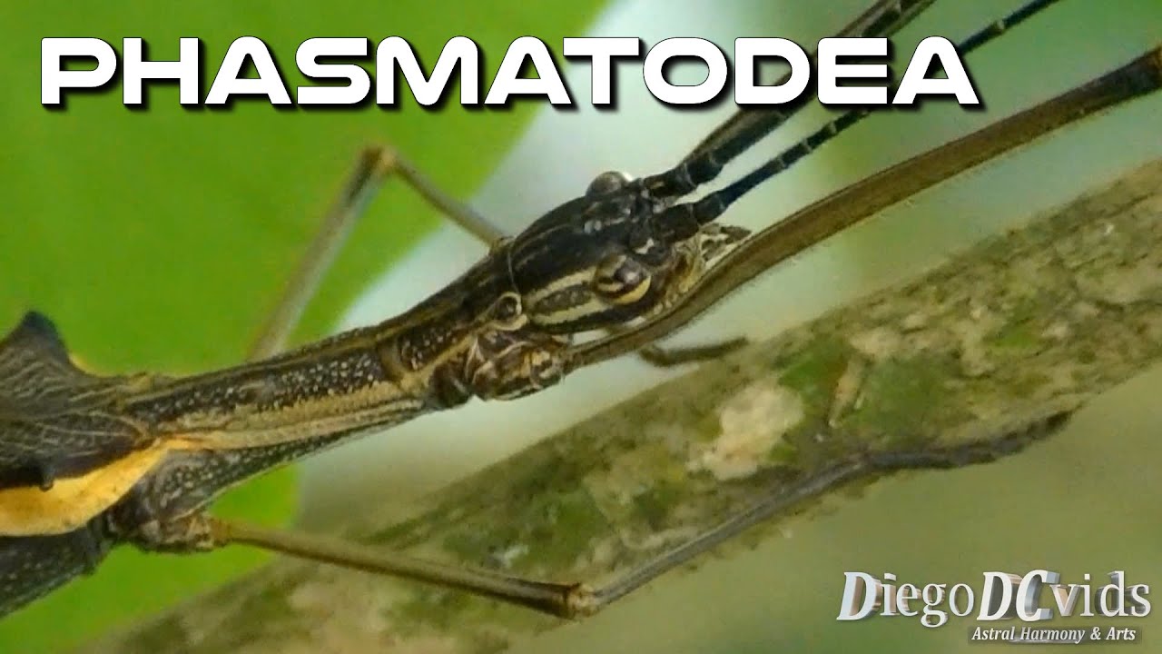 Paraphasma sp. Bicho-pau - stick insect species Female (Phasmatodea) SC ...