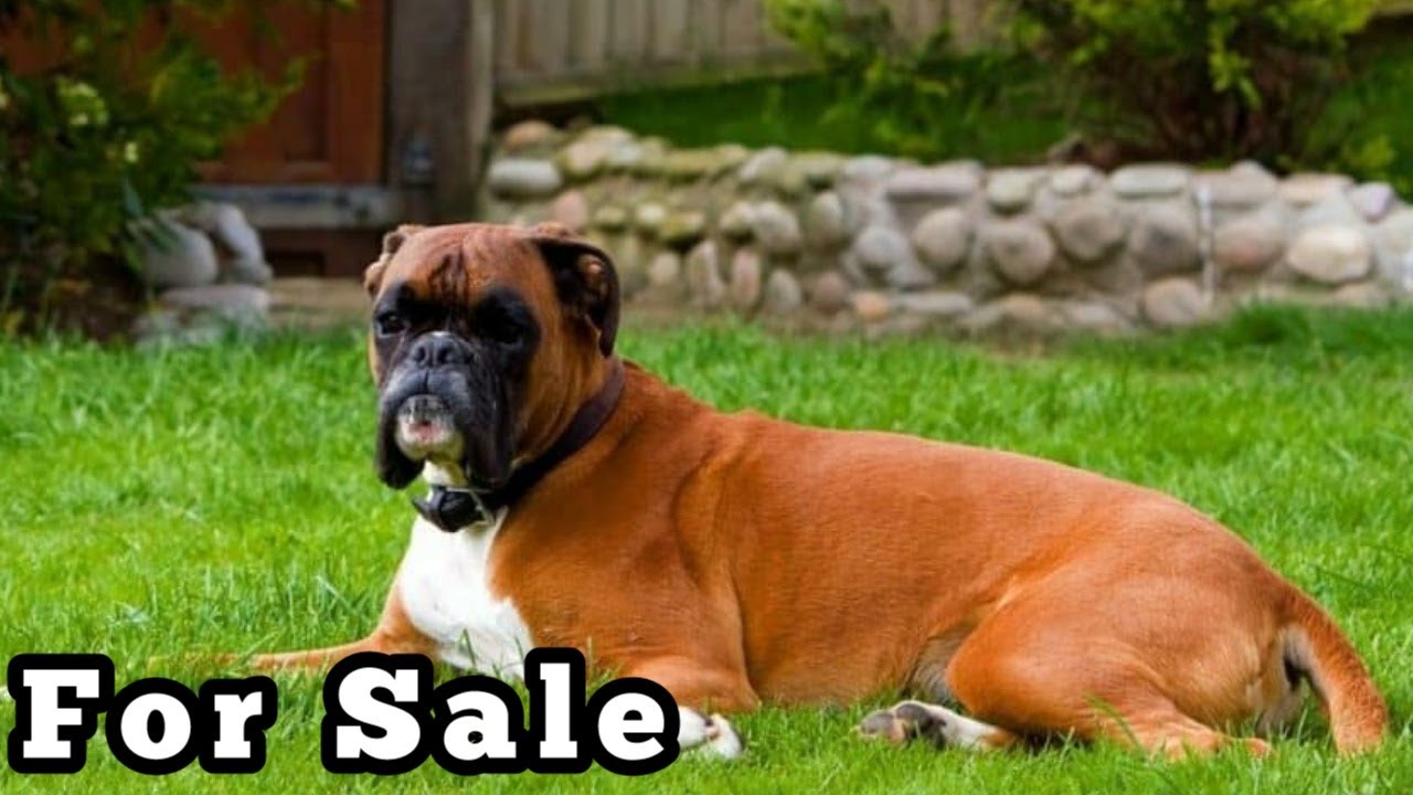 High quality Boxer dog for sale | Show quality boxer dog for sale ...