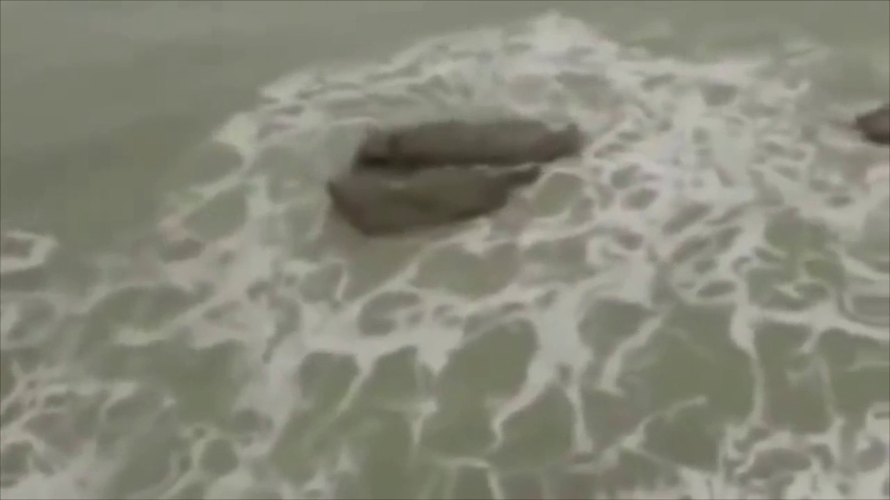 Sereias Reais Capturadas Em Video - YouTube