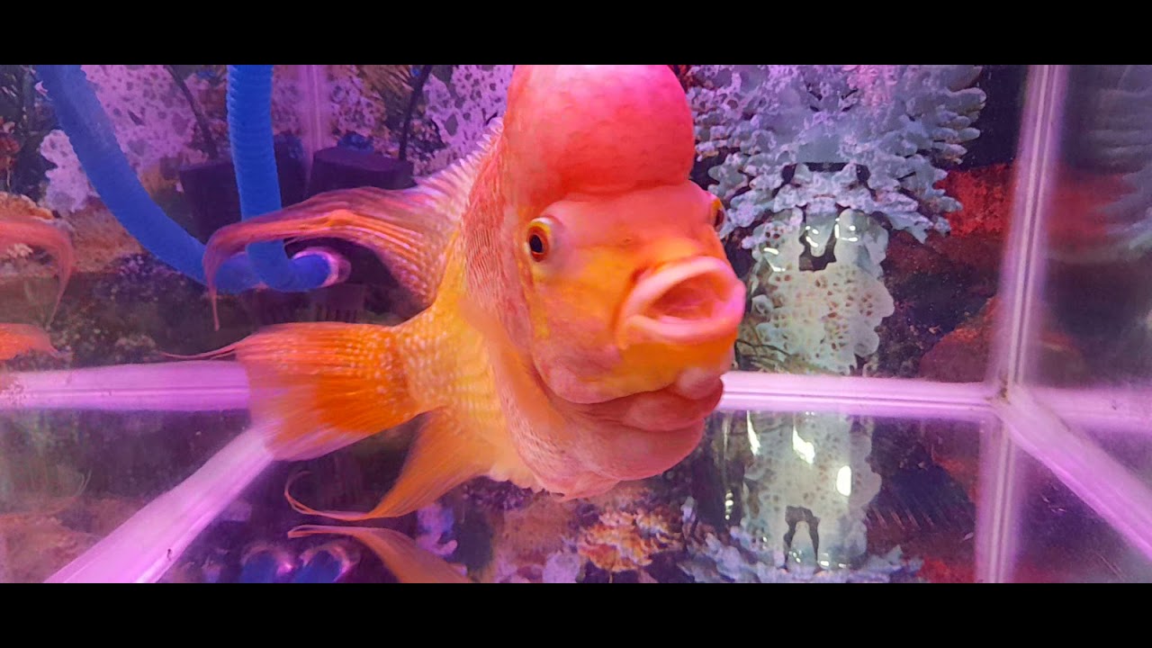 ikan lohan besar kepala - YouTube