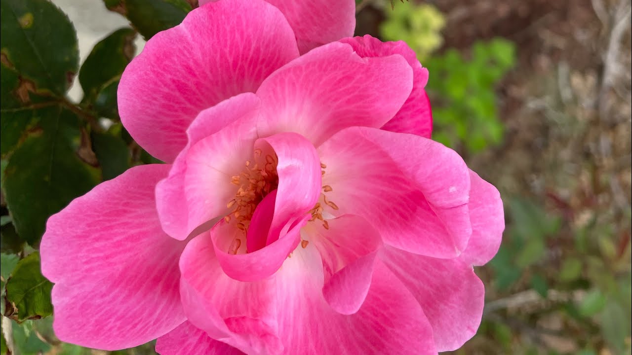 How to propagate rose from cuttings - YouTube