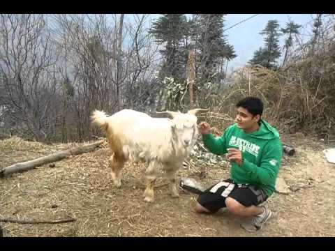 mr bakra.3gp - YouTube