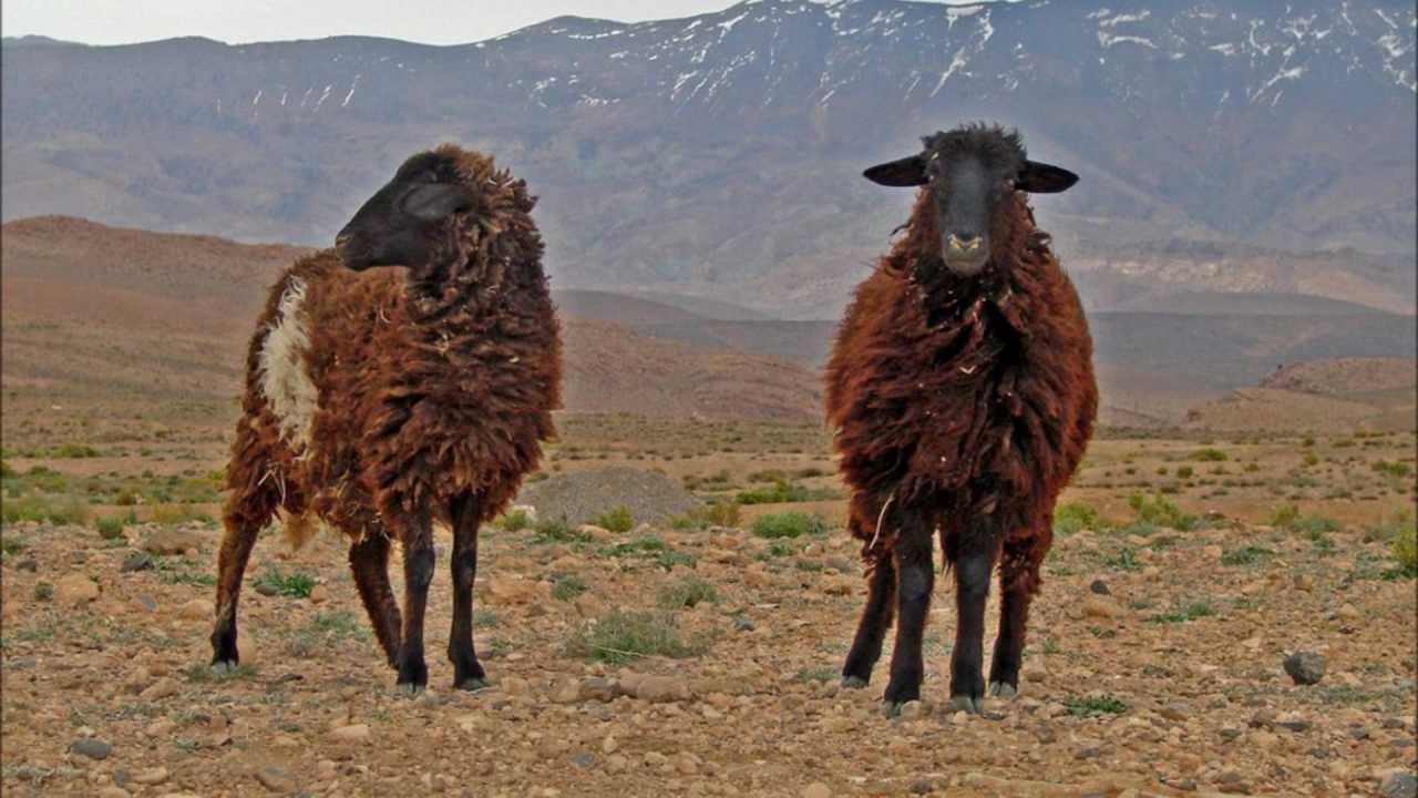 Morocco's Secret Trekking Trails - Ighil M'Goun- Jbel Sirwa - Jbel ...