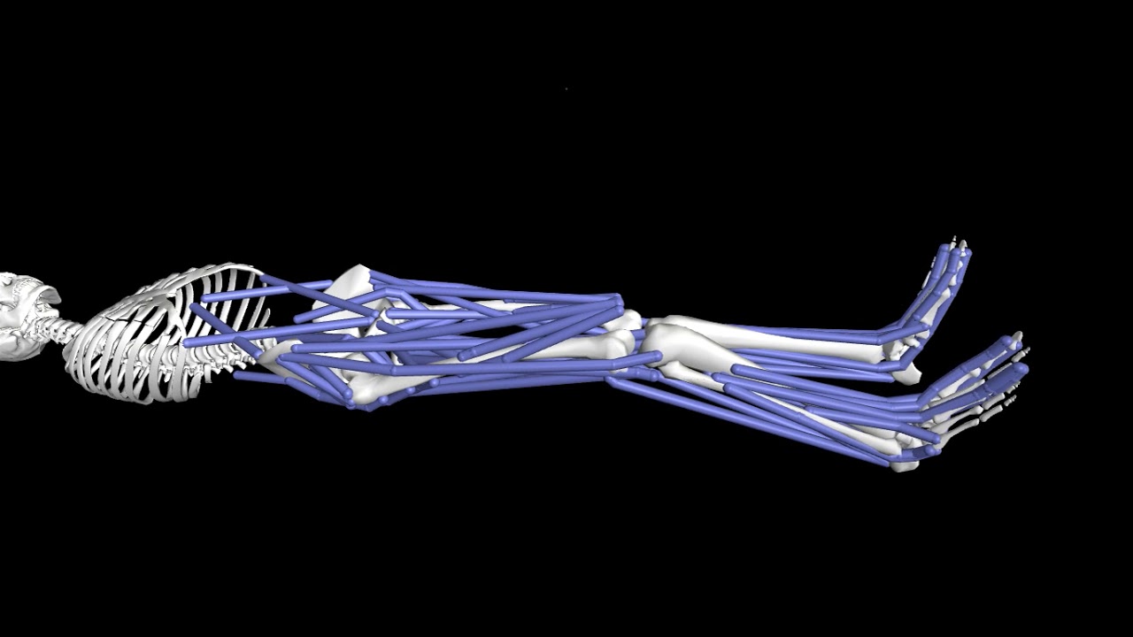 lachman test - YouTube