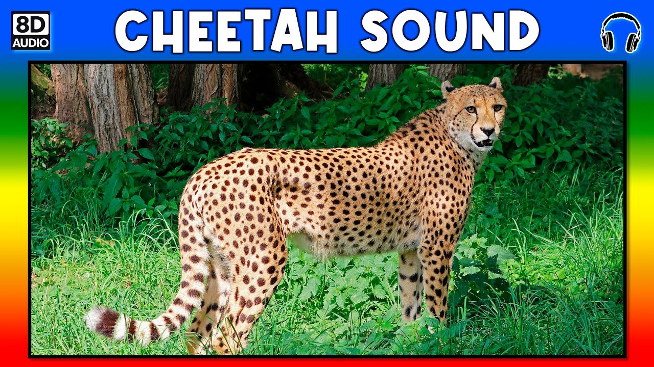 🐆 CHEETAH SOUND - CHEETAH SOUND EFFECT - SOUND OF CHEETAH - NOISE OF ...