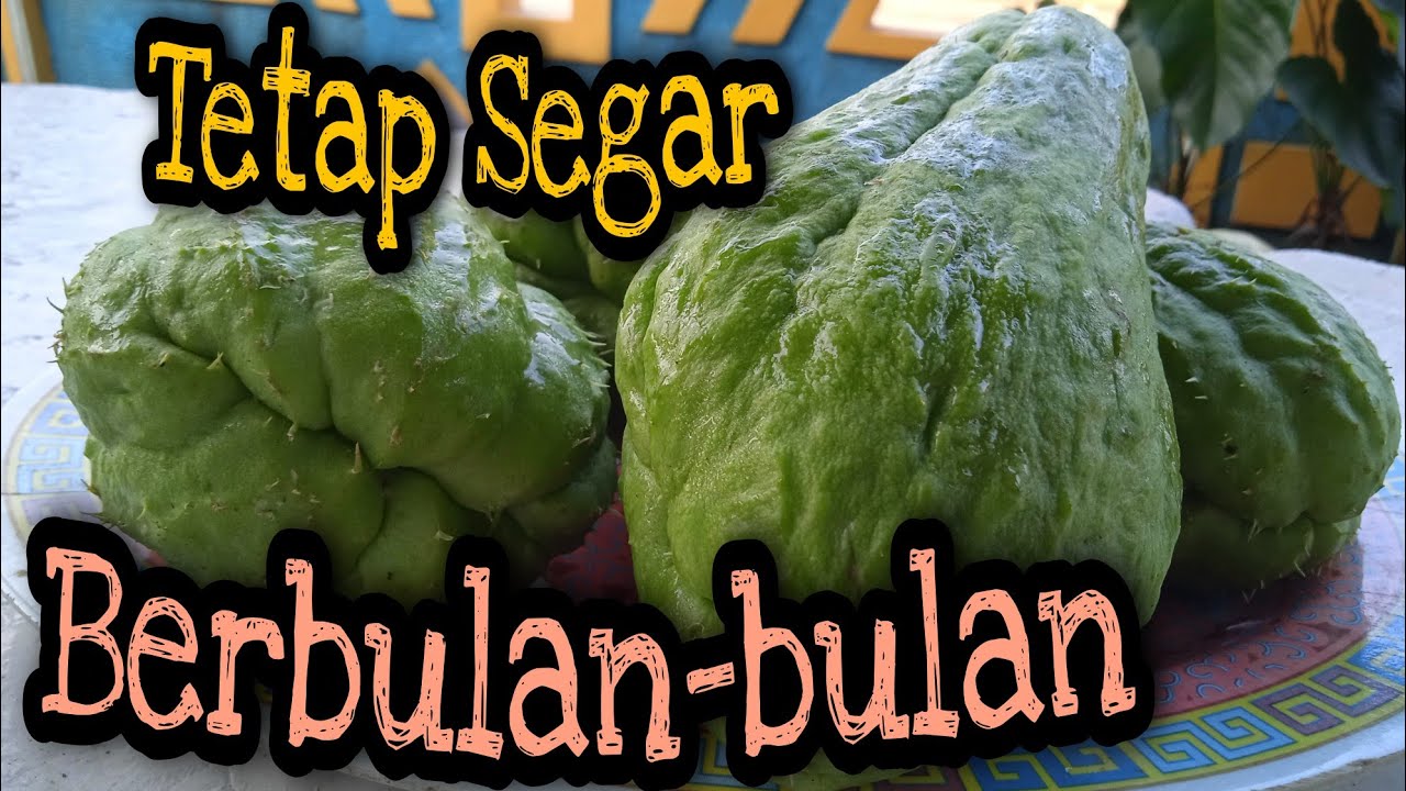 Tips & Tutorial Cara Menyimpan Labu Siam, Tidak Mudah Busuk, Tetap ...