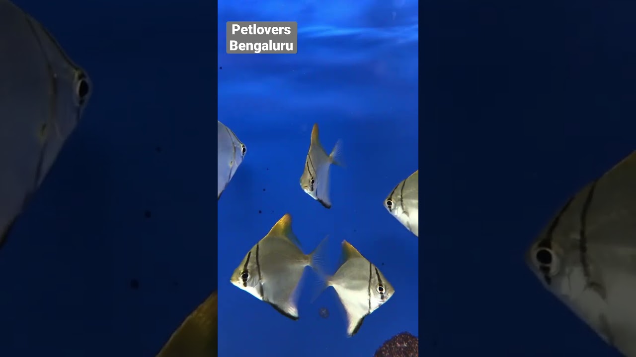 Mono Angel fish | Monodactylus Argenteus | Sea Angel fish - YouTube