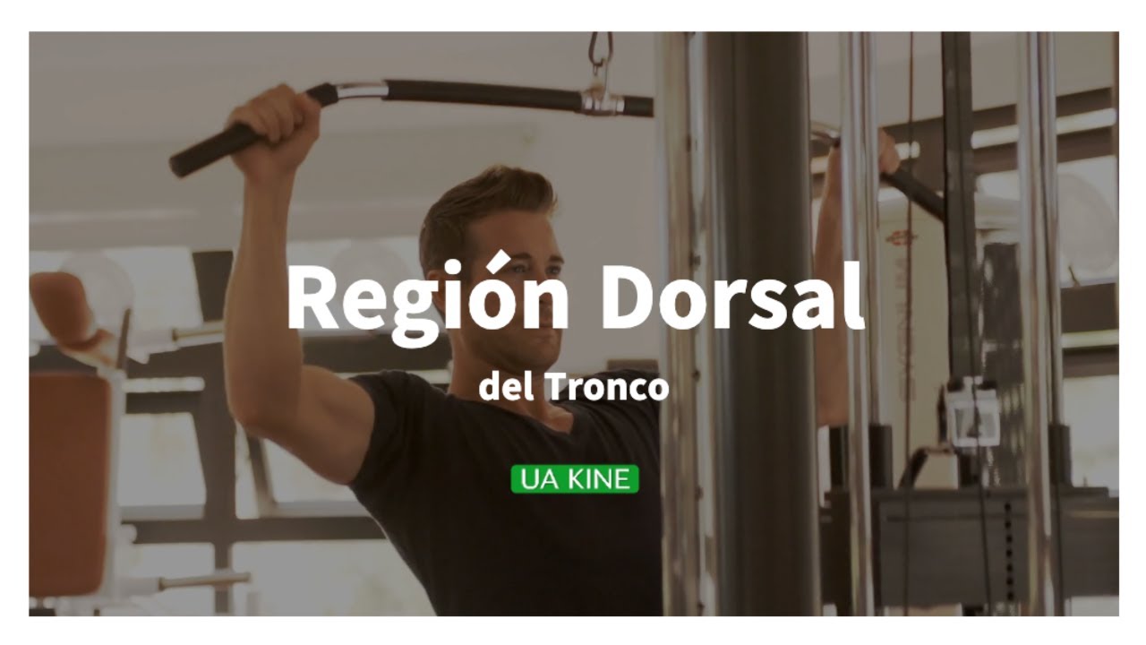 Región Dorsal del Tronco - Curso UA KINE se un Experto en Anatomía ...