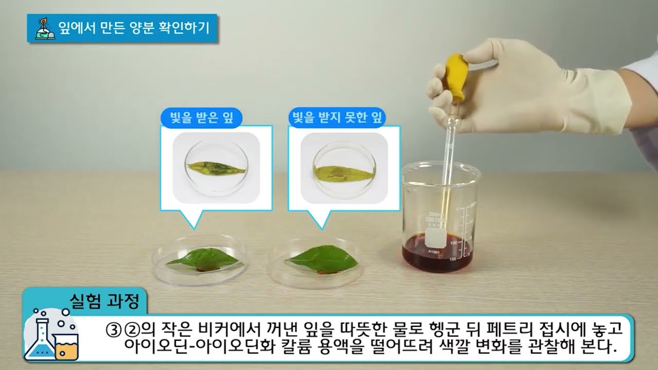 동아출판 백점 과학 6학년 1학기 4 식물의 구조와 기능 실험 잎에서 만든 양분 확인하기 Youtube