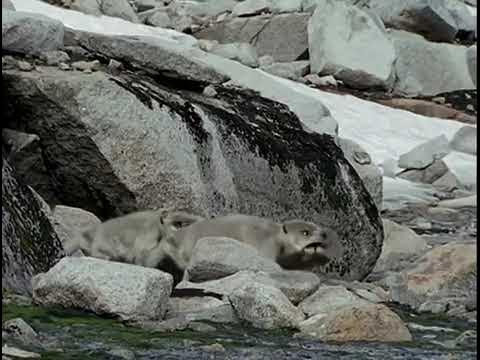 The Future is Wild (Animal Planet version) - YouTube