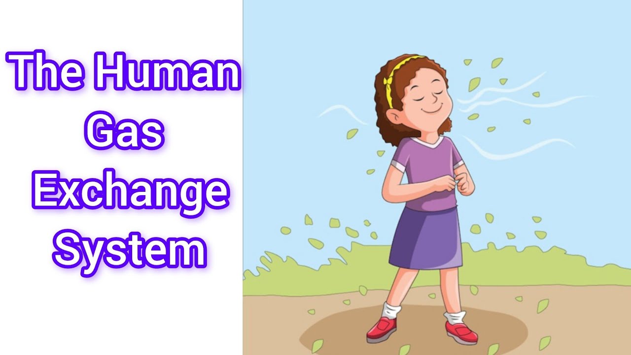 The Human Gas exchange System| Science| kidscorn - YouTube