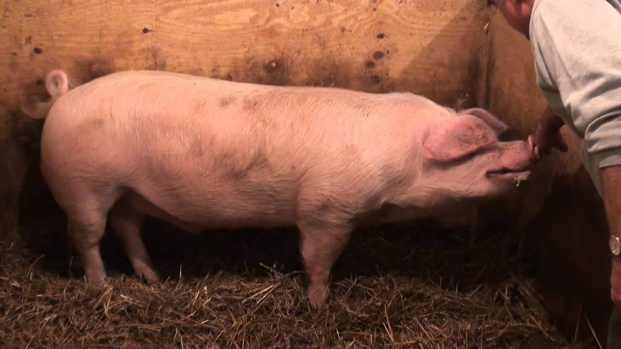 Blue West Pigs - YouTube