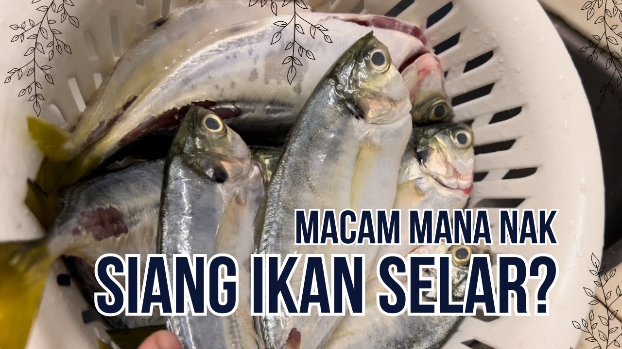 Cara siang ikan selar - YouTube
