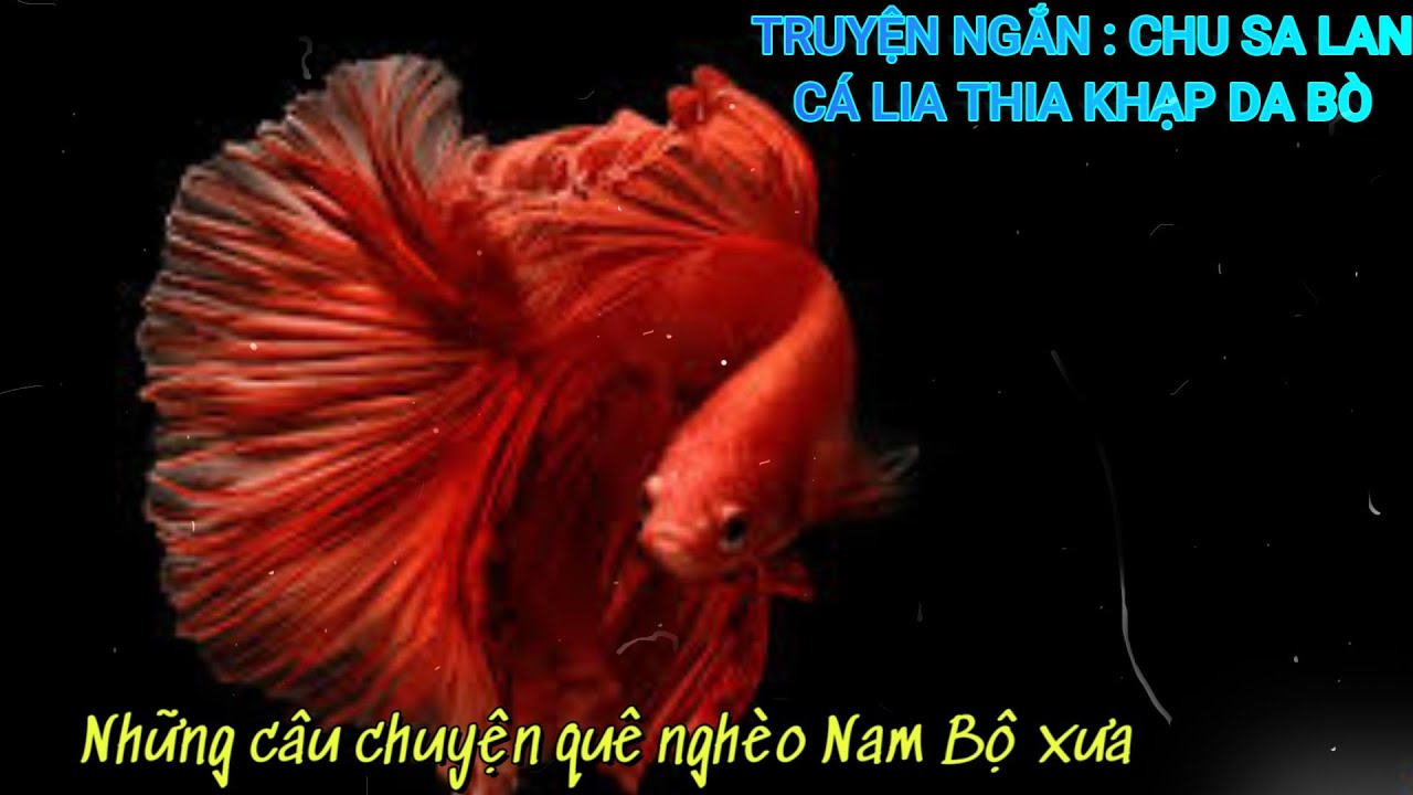 CÁ LIA THIA KHẠP DA BÒ một truyện ngắn quê nghèo của tác giả CHU SA LAN ...