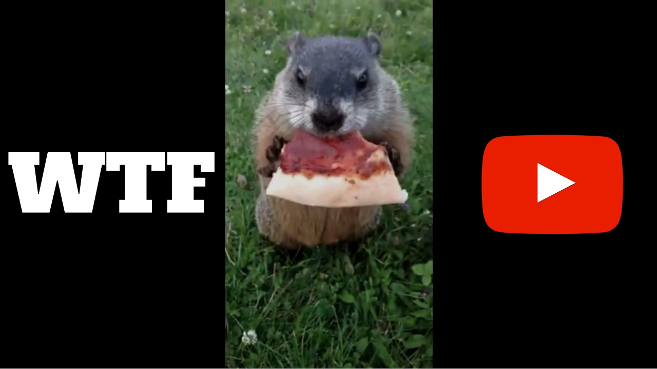 Gopher Eating Pizza - YouTube