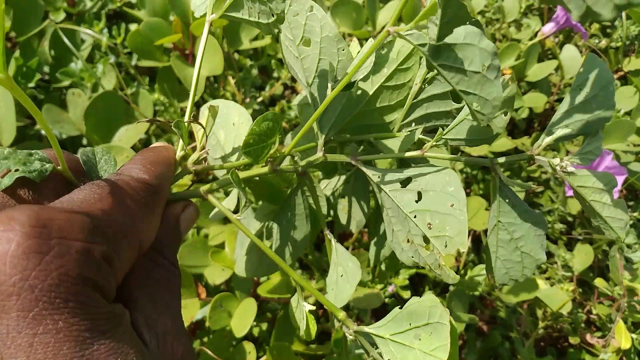 வெள்ளை கிலுகிலுப்பை, Vellai kilukiluppai - YouTube