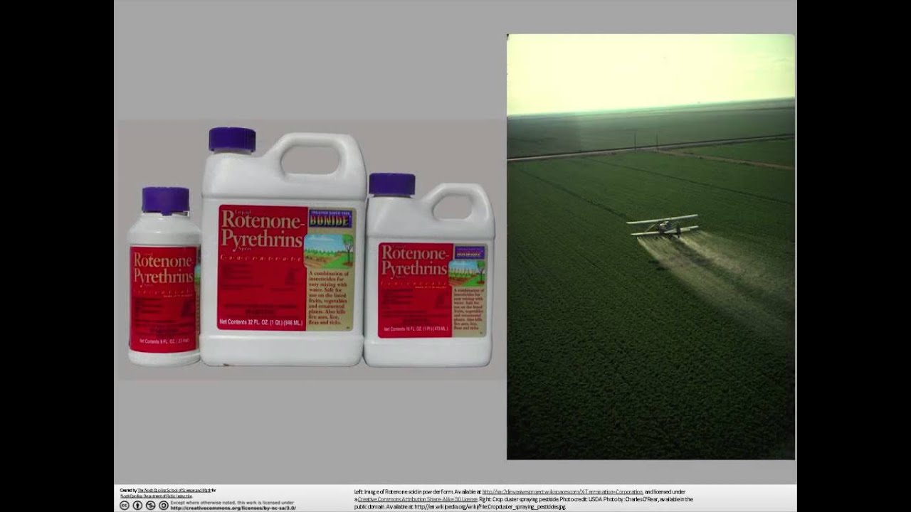 Interview with Drs. Pamela Ronald and Raoul Adamchak - YouTube