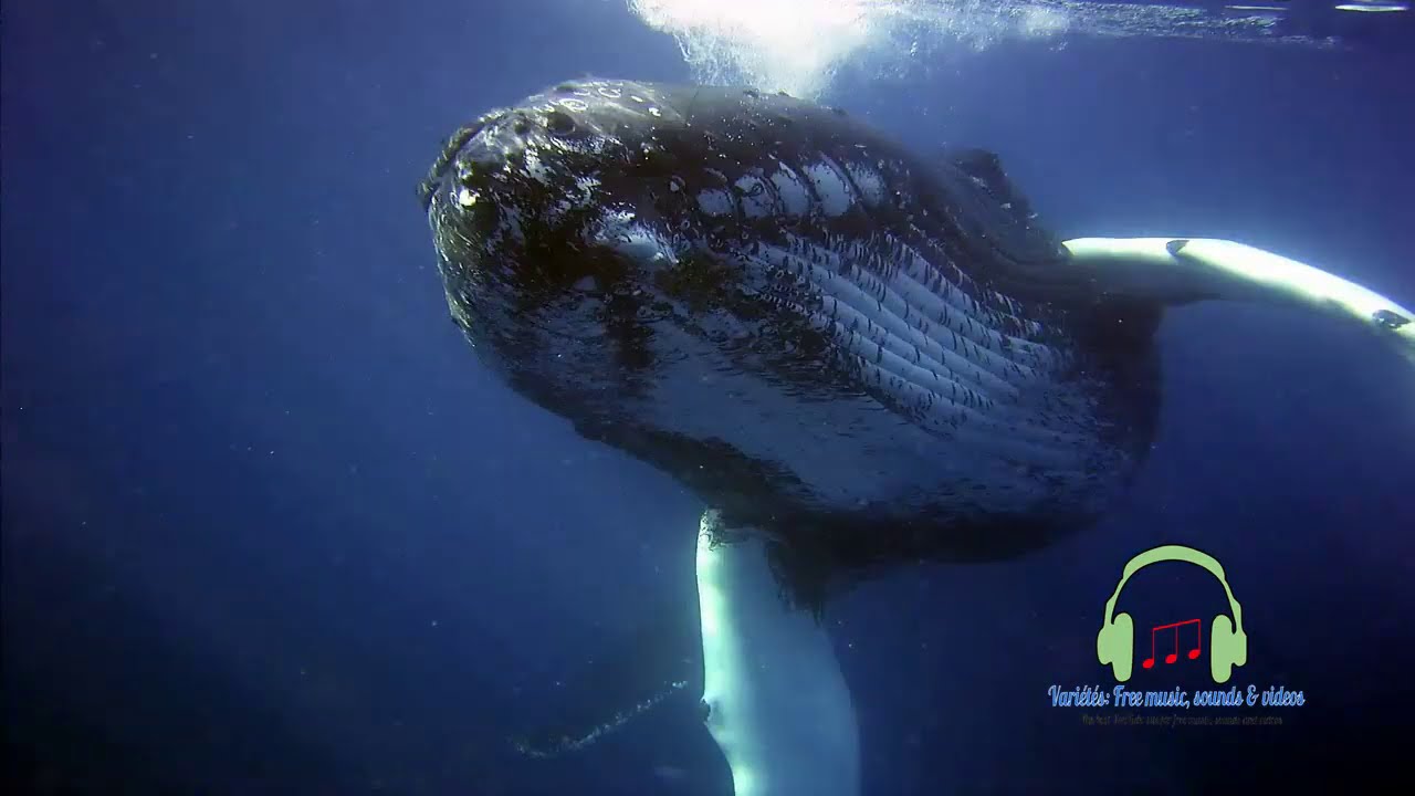 Sonido de ballenas _ relaxing whales sound _ video de ballenas _ música ...